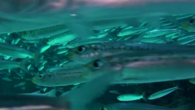 รูปภาพHerring – เลือกดูภาพถ่ายสต็อก เวกเตอร์ และวิดีโอ602,516 | Adobe Stock