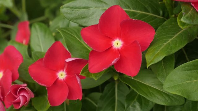 Imagens de Snapweed – Explore Fotografias do Stock, Vetores e Vídeos de ...