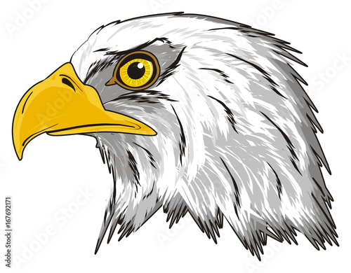 "Eagle, bird, bald eagle, head, white, America, USA, cartoon, american ...
