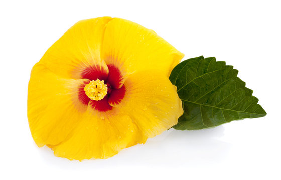 Biscus bilder – Bläddra bland 6 stockfoton, vektorer och videor | Adobe ...