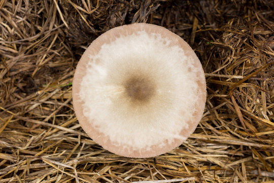 รูปภาพKabuti – เลือกดูภาพถ่ายสต็อก เวกเตอร์ และวิดีโอ7 | Adobe Stock