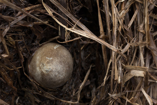 Kabuti Images – Browse 7 Stock Photos, Vectors, and Video | Adobe Stock