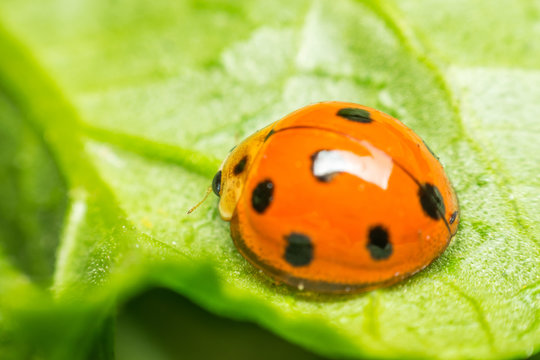 Brange Bilder – Durchsuchen 42 Archivfotos, Vektorgrafiken und Videos ...