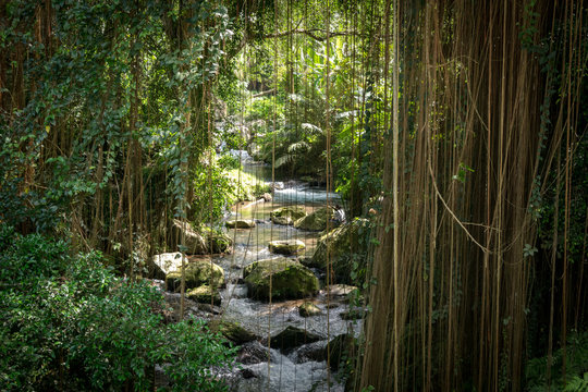 รูปภาพLianen – เลือกดูภาพถ่ายสต็อก เวกเตอร์ และวิดีโอ383 | Adobe Stock