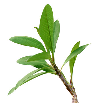 Kemboja Images – Browse 44 Stock Photos, Vectors, and Video | Adobe Stock