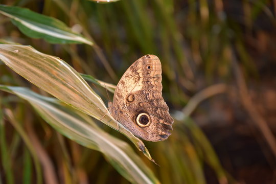 Motyle Bilder – Durchsuchen 1,284 Archivfotos, Vektorgrafiken und ...