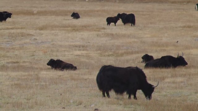 Yacks Images – Browse 1,194 Stock Photos, Vectors, and Video | Adobe Stock