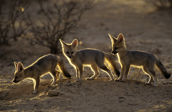 "Carnivorous Animal" bilder – Bläddra bland 937,562 stockfoton ...