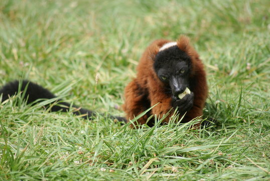 Sivapithecus Bilder – Durchsuchen 133 Archivfotos, Vektorgrafiken und ...