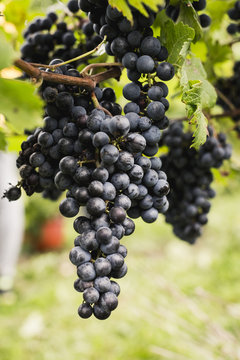 Grapevine Images – Browse 1,295,781 Stock Photos, Vectors, and Video ...