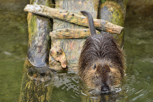 รูปภาพCastoridae – เลือกดูภาพถ่ายสต็อก เวกเตอร์ และวิดีโอ598 | Adobe Stock