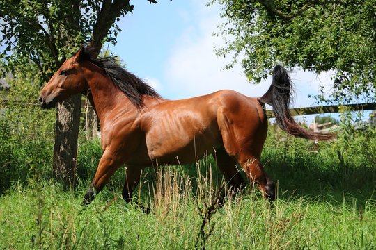 Westernpferd bilder – Bläddra bland 1,378 stockfoton, vektorer och ...