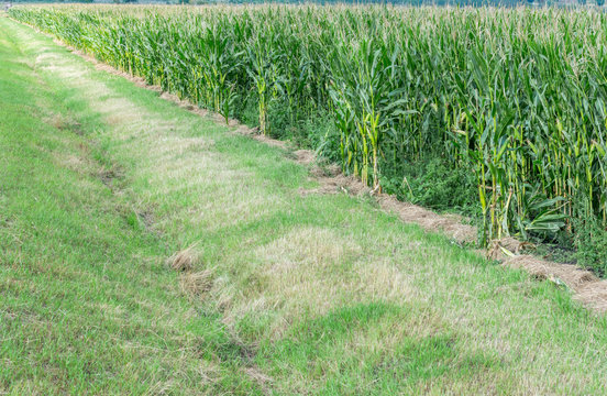 Genmanipuliert Bilder – Durchsuchen 642 Archivfotos, Vektorgrafiken und ...