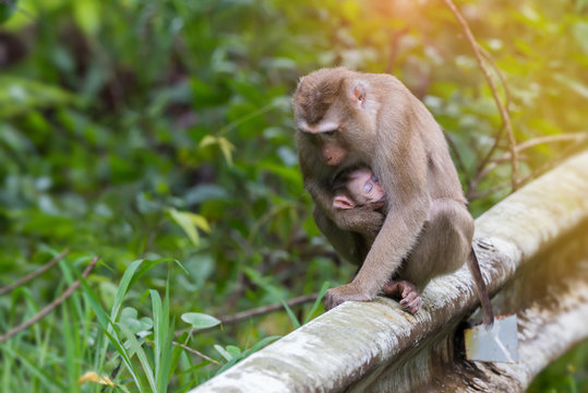 รูปภาพLeonina – เลือกดูภาพถ่ายสต็อก เวกเตอร์ และวิดีโอ2,366 | Adobe Stock