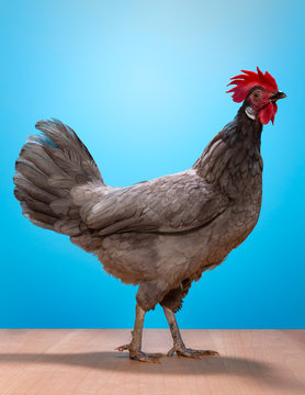 Blue Hen Chicken Images – Browse 22,781 Stock Photos, Vectors, and ...