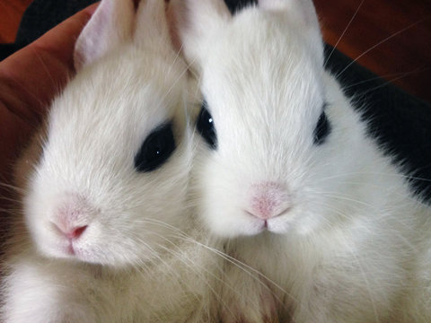 Baby Dwarf Hotot Rabbit