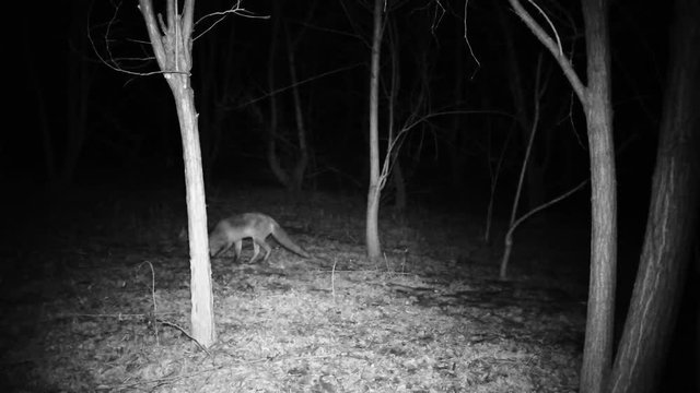 Caniforms Video Footage – Browse 118 HD Stock Video and Footage | Adobe ...