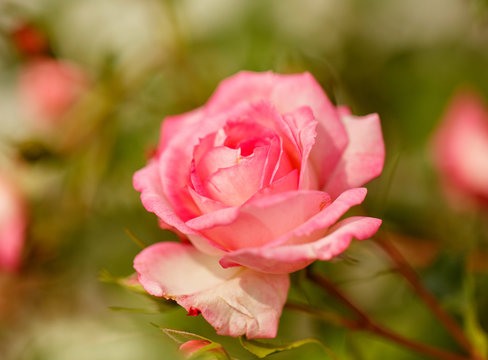 Flowerimage Images – Browse 30 Stock Photos, Vectors, and Video | Adobe ...