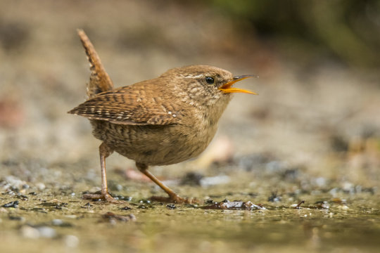 Wren Images – Parcourir 12,605 le catalogue de photos, vecteurs et ...