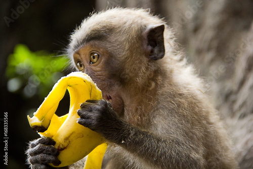 "Affe frisst Banane" Stockfotos und lizenzfreie Bilder auf Fotolia.com ...