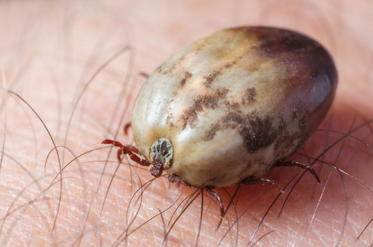 Woodtick Images – Browse 45 Stock Photos, Vectors, and Video | Adobe Stock