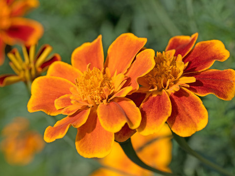 Totenblume bilder – Bläddra bland 288 stockfoton, vektorer och videor ...