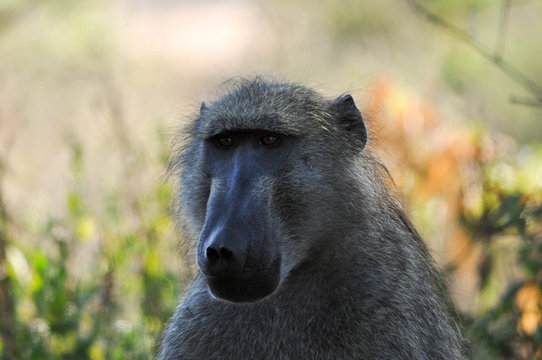 รูปภาพBabboon – เลือกดูภาพถ่ายสต็อก เวกเตอร์ และวิดีโอ59,811 | Adobe Stock