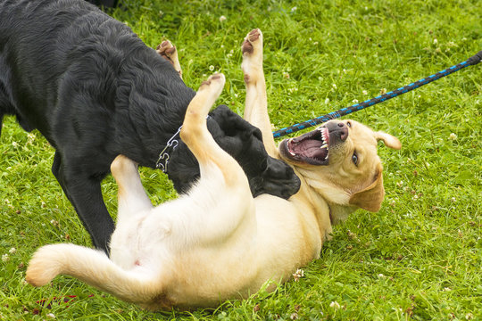 Dog Fight Images – Browse 49,949 Stock Photos, Vectors, and Video ...