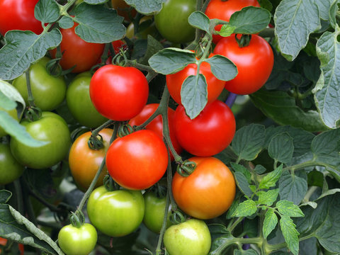 รูปภาพTomatenstaude – เลือกดูภาพถ่ายสต็อก เวกเตอร์ และวิดีโอ131 | Adobe ...