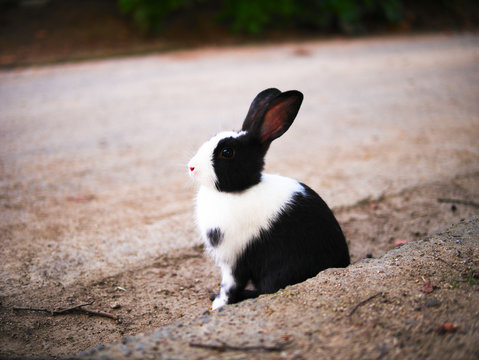 Usagi-Shima Imagens – Procure 10 fotos, vetores e vídeos | Adobe Stock