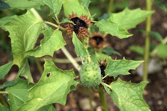 Trichomen Images – Browse 55 Stock Photos, Vectors, and Video | Adobe Stock