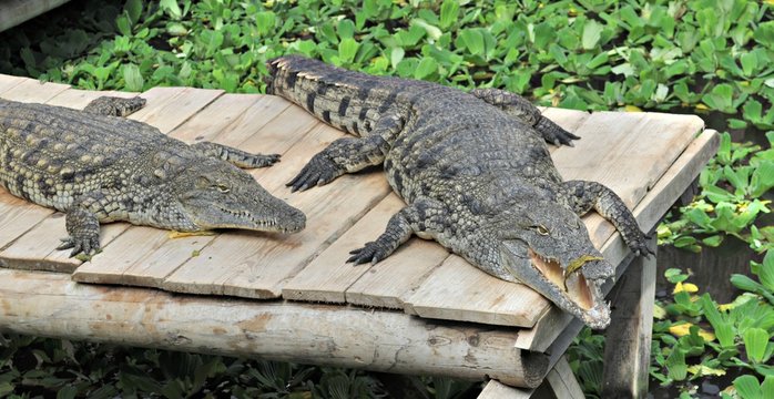 รูปภาพKrokodile – เลือกดูภาพถ่ายสต็อก เวกเตอร์ และวิดีโอ1,378 | Adobe Stock