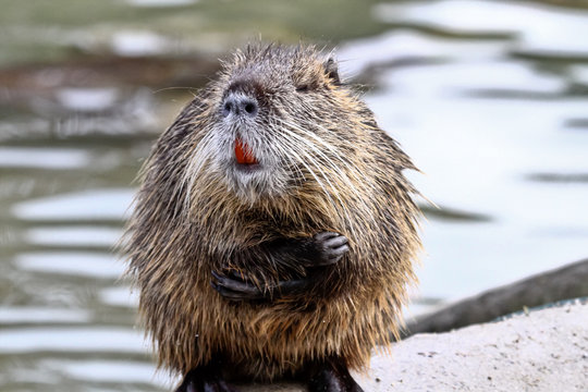 "Biber " Immagini - Sfoglia 7,070 foto, vettoriali e video Stock ...