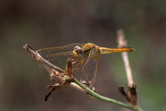 รูปภาพPaleoptera – เลือกดูภาพถ่ายสต็อก เวกเตอร์ และวิดีโอ136 | Adobe Stock