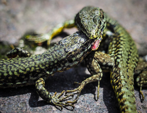 รูปภาพLucertole – เลือกดูภาพถ่ายสต็อก เวกเตอร์ และวิดีโอ229 | Adobe Stock