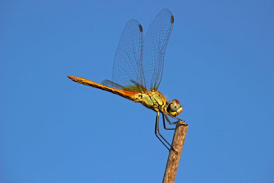 รูปภาพPaleoptera – เลือกดูภาพถ่ายสต็อก เวกเตอร์ และวิดีโอ136 | Adobe Stock