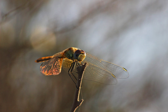 รูปภาพPaleoptera – เลือกดูภาพถ่ายสต็อก เวกเตอร์ และวิดีโอ136 | Adobe Stock