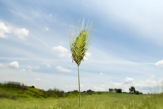 "Spiga Di Grano" Images – Browse 519 Stock Photos, Vectors, and Video ...
