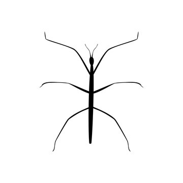 Phasmids Images – Browse 942 Stock Photos, Vectors, and Video | Adobe Stock