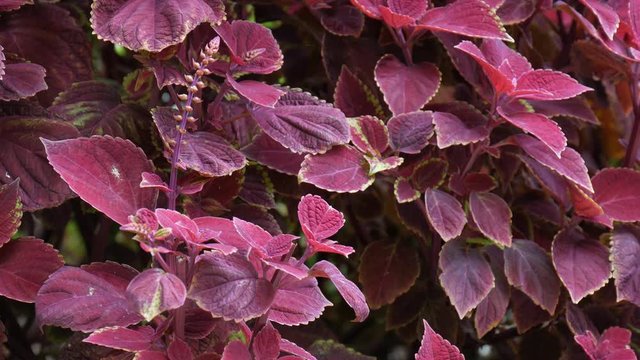 รูปภาพMayana – เลือกดูภาพถ่ายสต็อก เวกเตอร์ และวิดีโอ94 | Adobe Stock