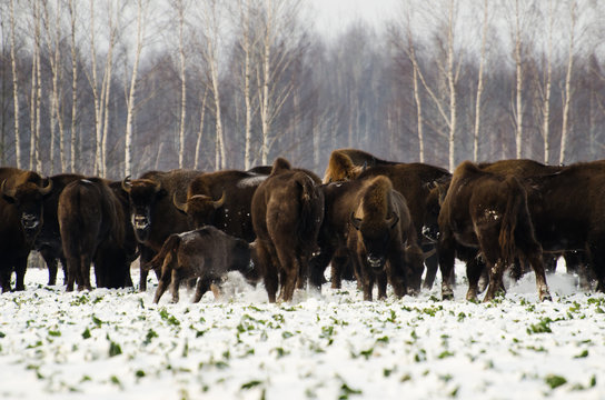 Imagens de Bizon – Explore Fotografias do Stock, Vetores e Vídeos de ...