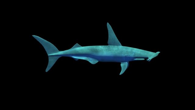 รูปภาพSphyrnidae – เลือกดูภาพถ่ายสต็อก เวกเตอร์ และวิดีโอ252 | Adobe Stock