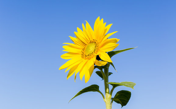 Solros Images – Browse 32 Stock Photos, Vectors, and Video | Adobe Stock