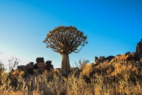 「Garas」の写真素材 | 41件の無料イラスト画像 | Adobe Stock
