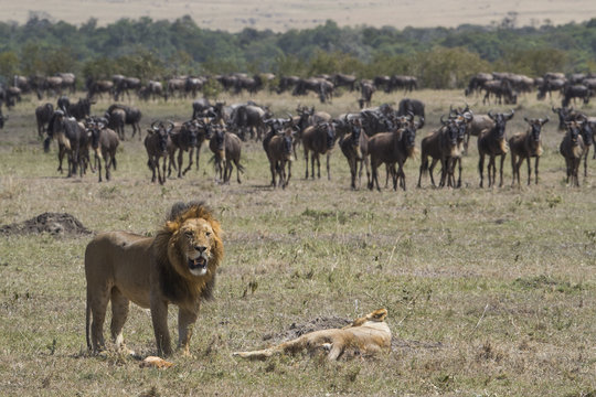 Loewen 이미지 – 찾아보기 100 스톡 사진, 벡터 및 비디오 | Adobe Stock