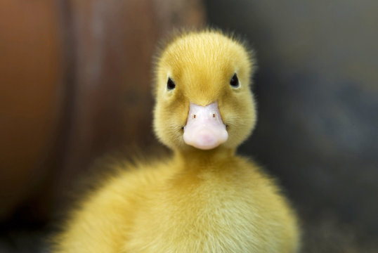 Pulcino Bilder – Durchsuchen 2,656 Archivfotos, Vektorgrafiken und ...