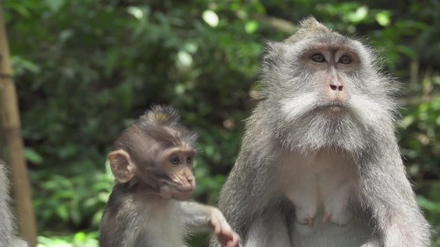 Macacas Images – Browse 33,108 Stock Photos, Vectors, and Video | Adobe ...