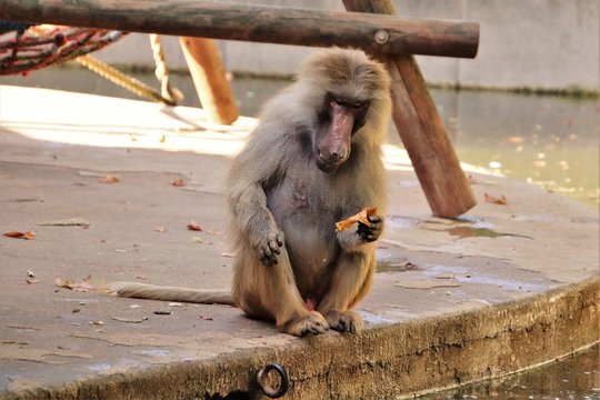 Rotarschpavian-Bilder: Stock-Fotos & -Videos. | Adobe Stock