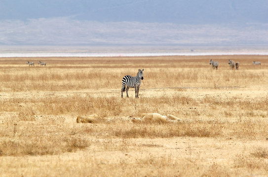 รูปภาพLionees – เลือกดูภาพถ่ายสต็อก เวกเตอร์ และวิดีโอ552 | Adobe Stock