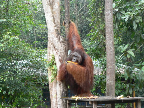 Sivapithecus Bilder – Durchsuchen 133 Archivfotos, Vektorgrafiken und ...